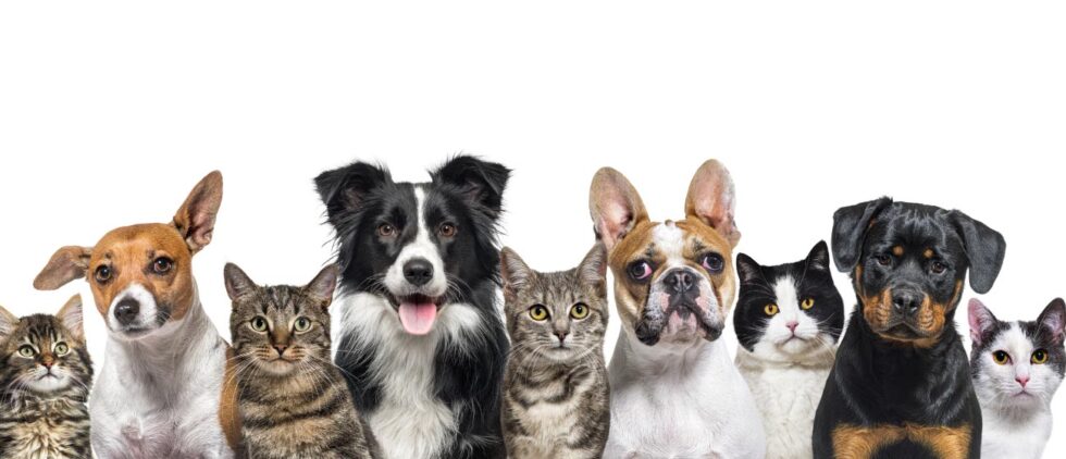 Los criaderos de perros y gatos: cuidado y ética - Harrycan mascotas