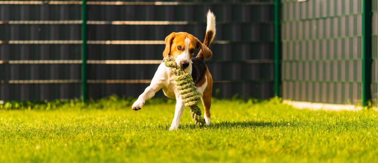 Las ventajas de las residencias caninas y felinas - Harrycan mascotas