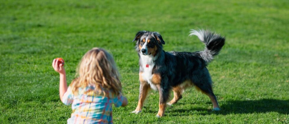 La importancia del enriquecimiento ambiental en el adiestramiento ...