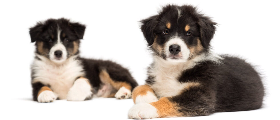 Criadero profesional vs. otros tipos de crianza - Harrycan mascotas